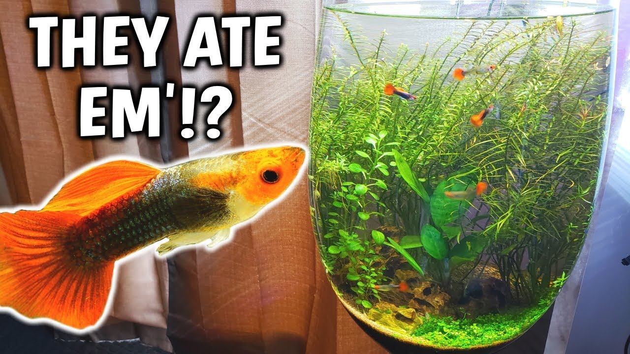 What is cannibalism in aquarium?