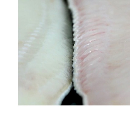 What is chalky Pacific halibut?