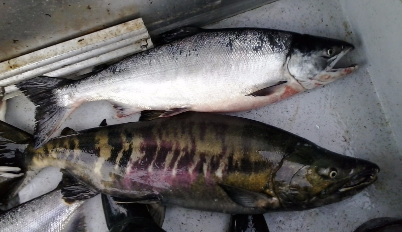What is chum salmon and what does it taste like?