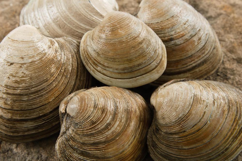 What is clam base made out of?
