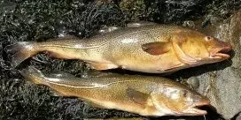 What is cod fish called in India?