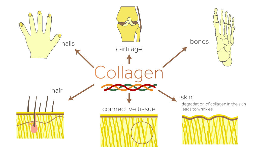 What is collagen and how is it made?