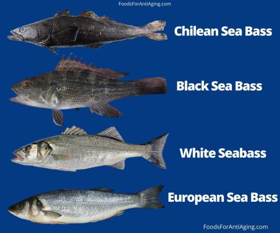 What is comparable to sea bass?