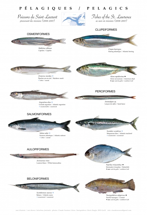 What is considered a pelagic fish?