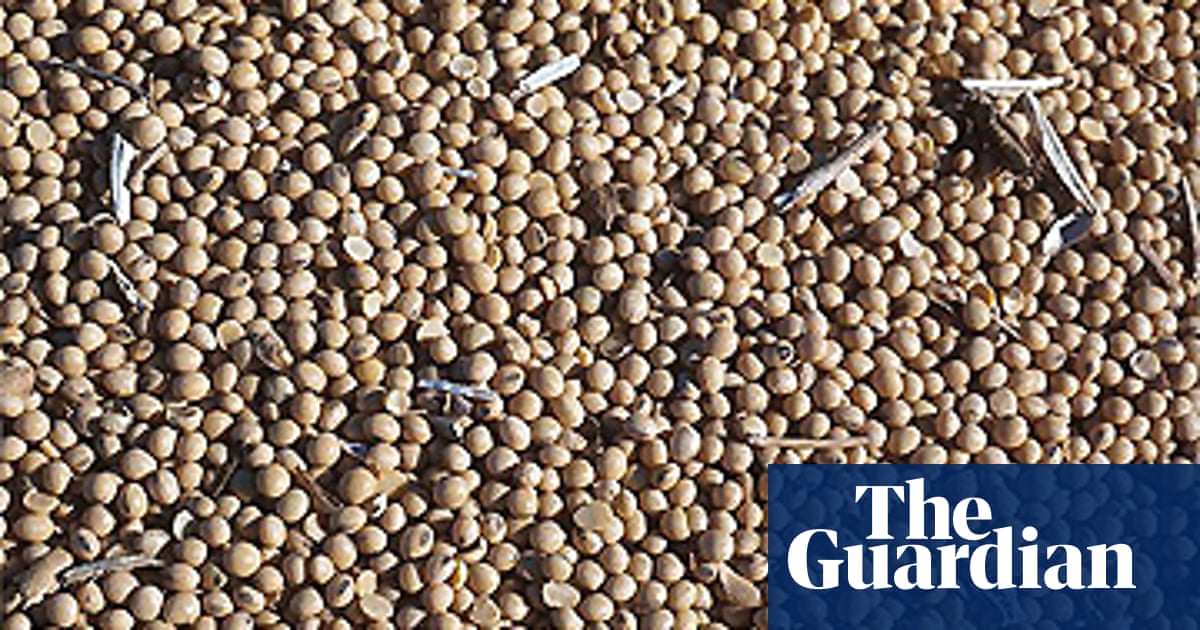 What is considered unprocessed soy?