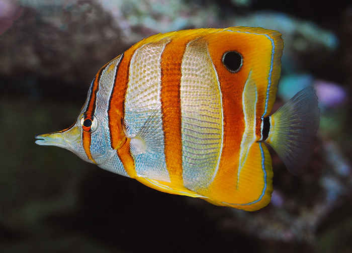What is cryptic coloration in fish?