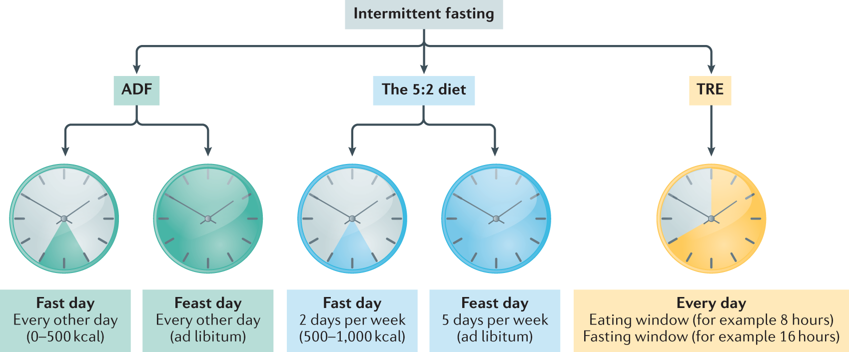 What is described as a feeding pattern in which an individual alternates between a day of fasting up to about 500 kcal and a day of feeding typically ad libitum dieting?