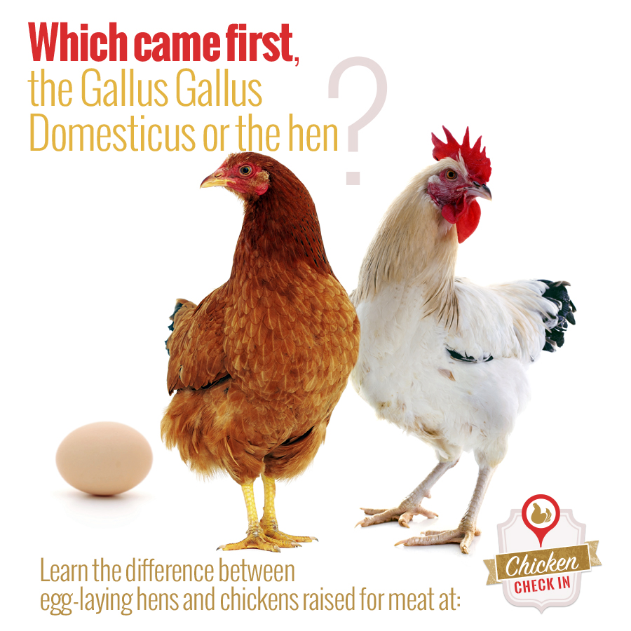 What is difference between broiler and chicken?