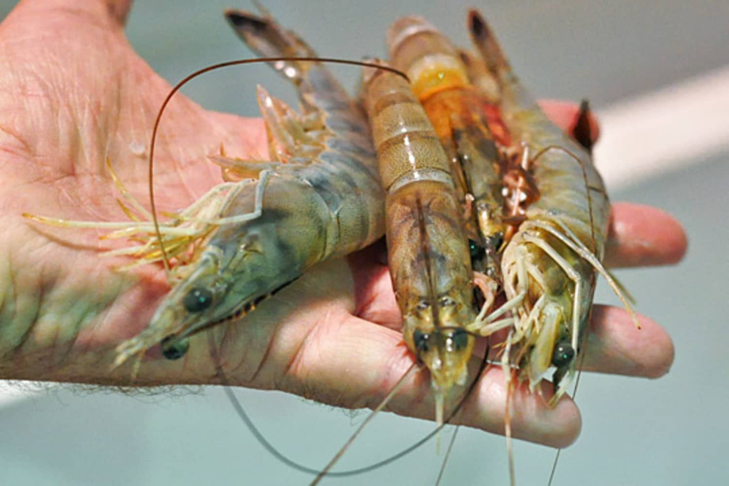 What is difference between brown and white shrimp?