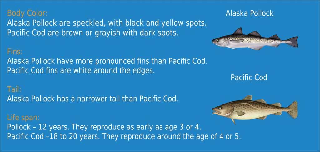 What is difference between cod fish and pollock fish?
