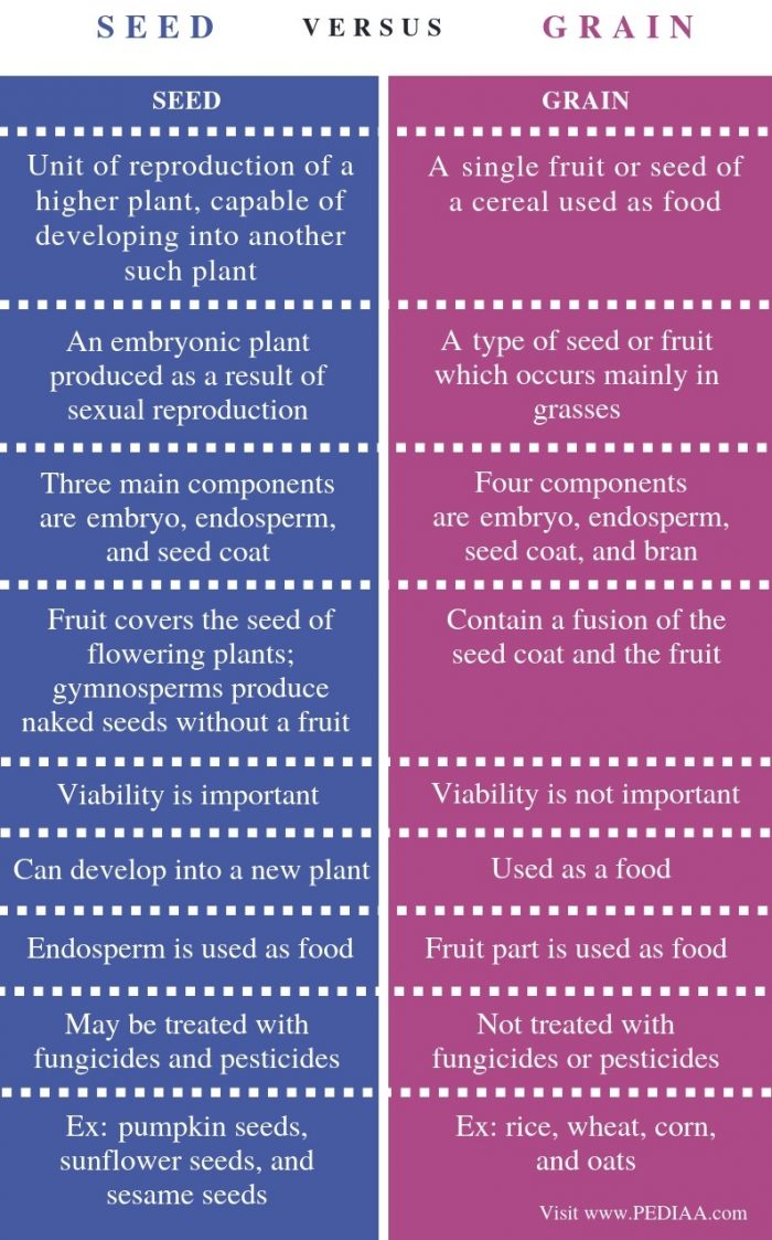 What is difference between seeds and grains?