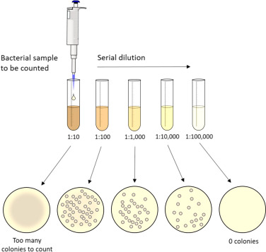 What is dilution test in microbiology?