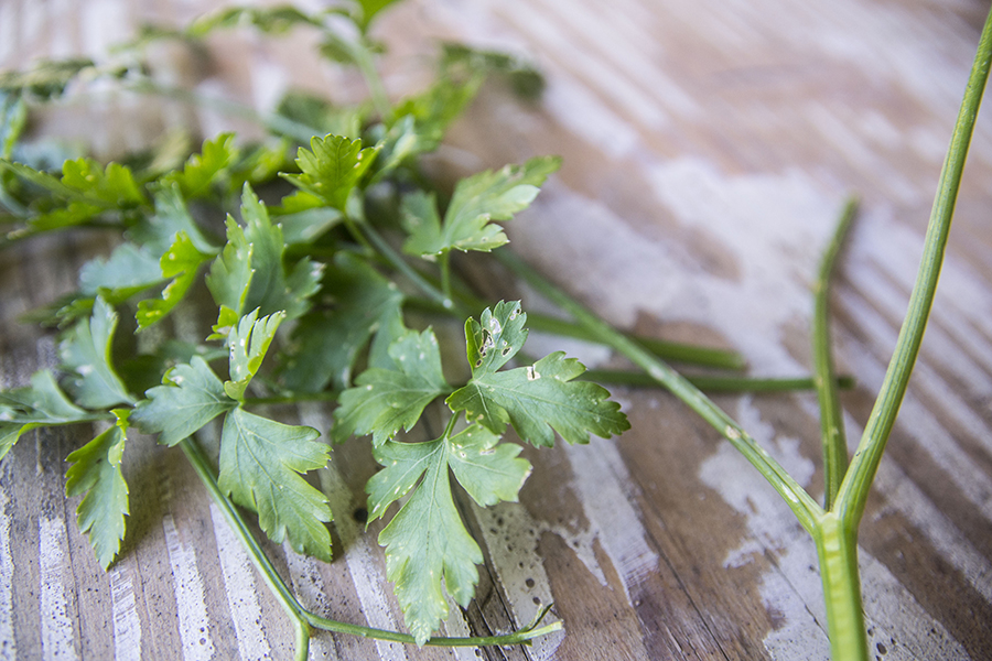 What is eating the leaves of my parsley?