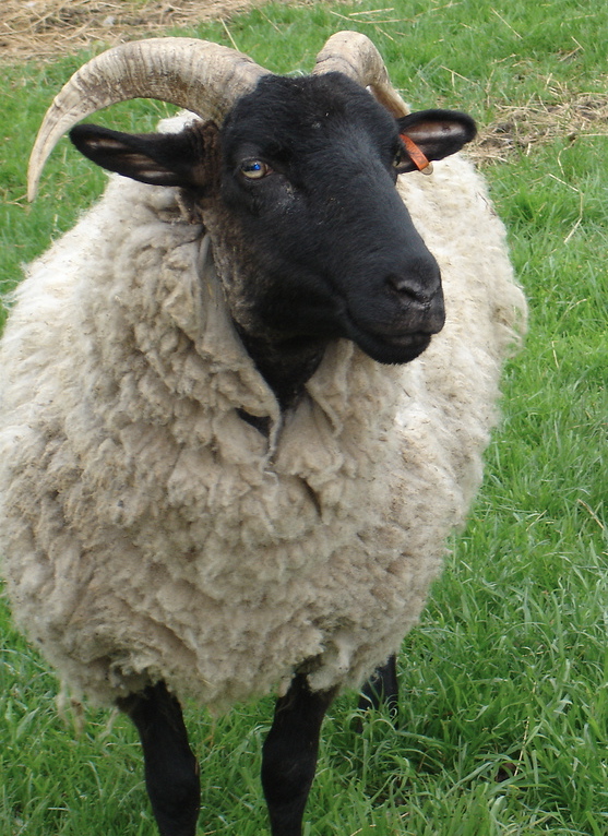 What is ewe origin in English?