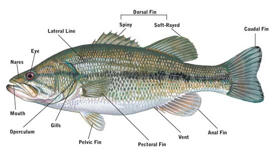 What is external anatomy of fish?