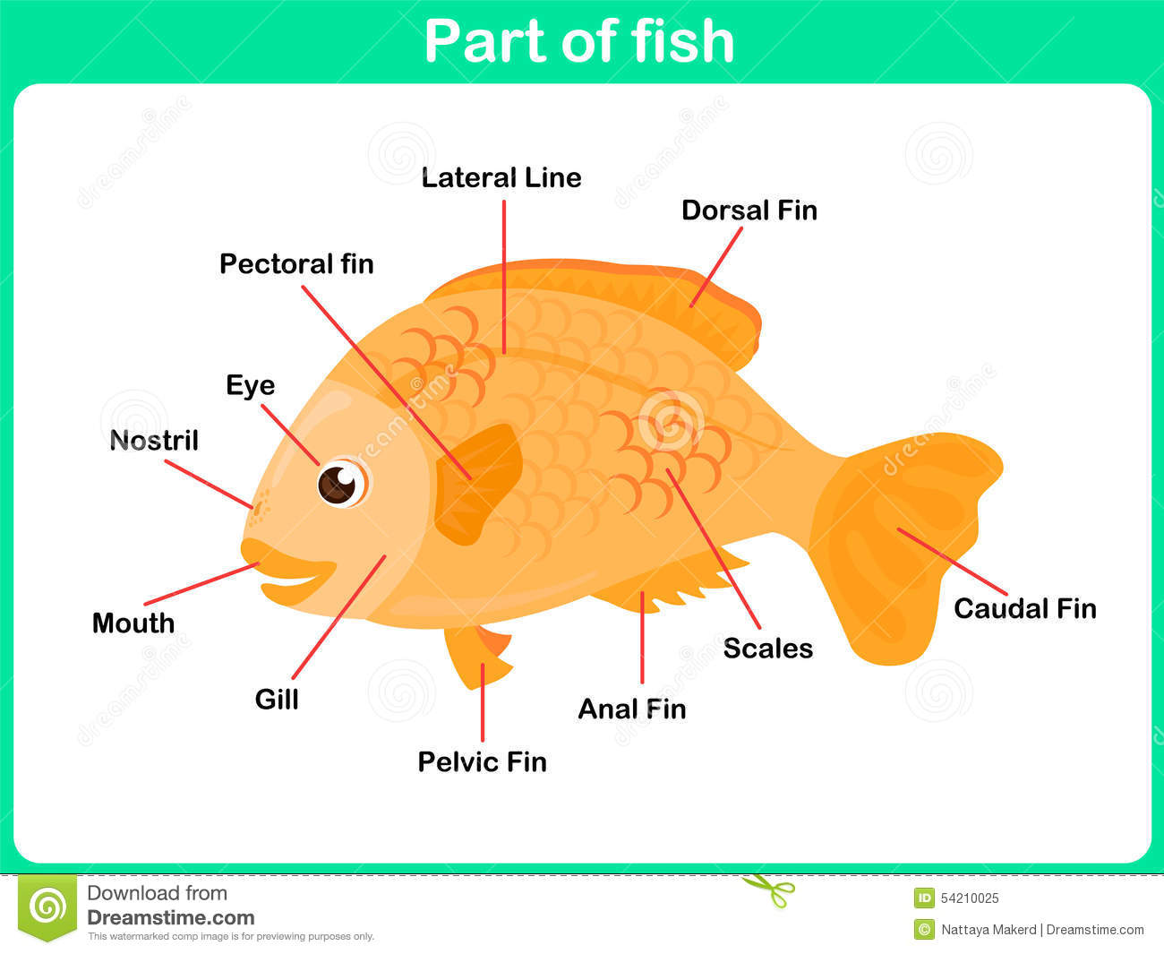 What is fish for kindergarten?