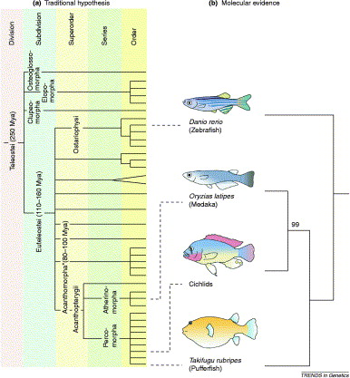 What is fish in relationship?