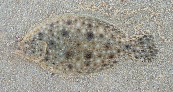 What is flounder called in Mexico?