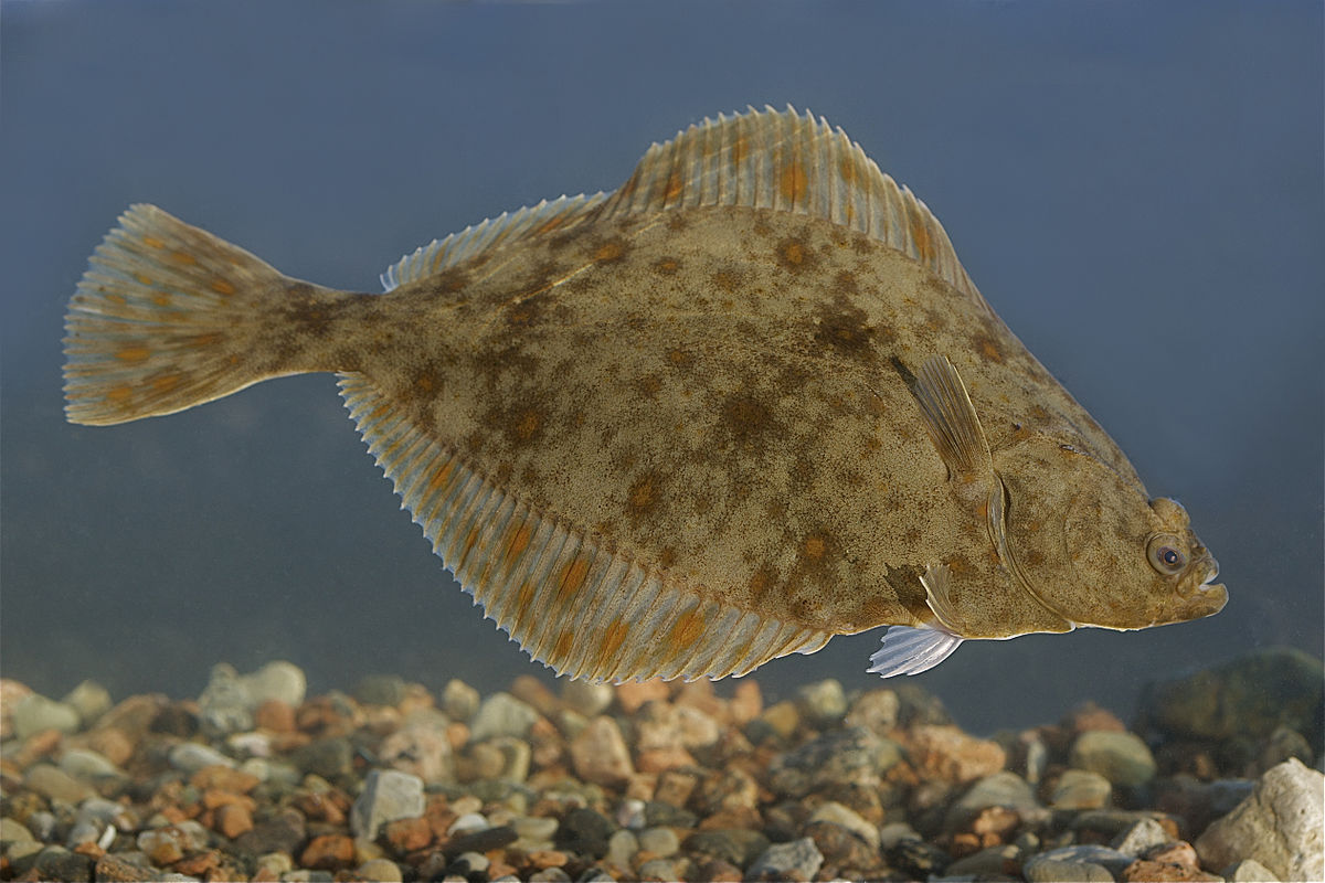 What is flounder slang for?