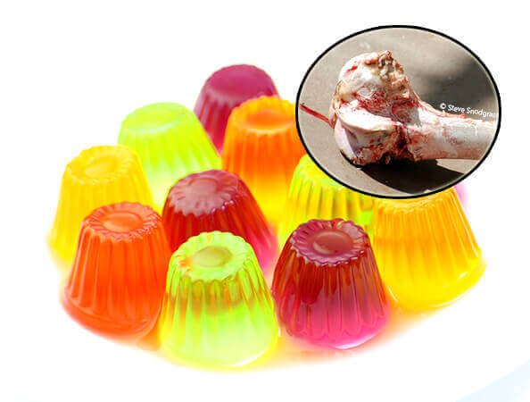 What is gelatin from fish called?