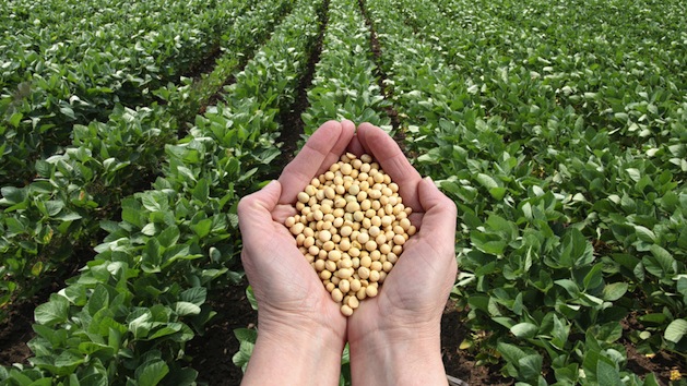 What is GMO soy used for?