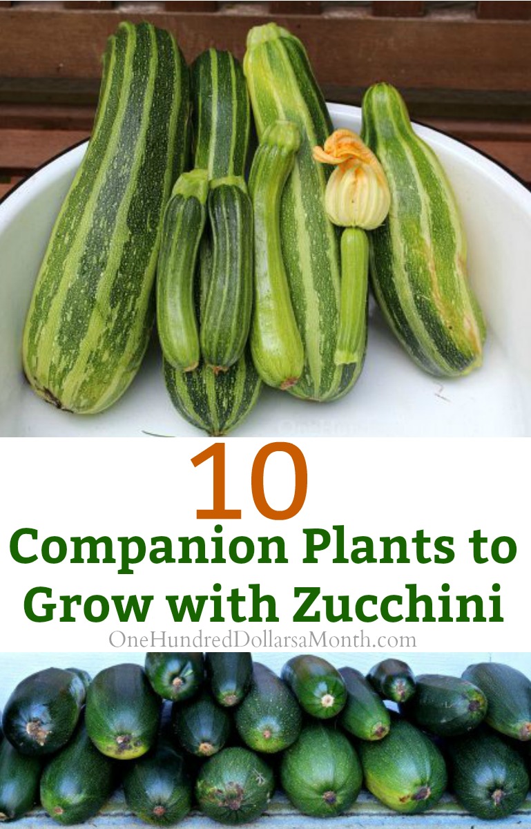 What is good to plant next to zucchini?