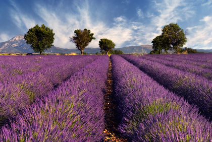 What is grown in Provence?