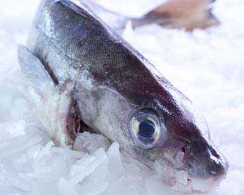 What is haddock in Malay?