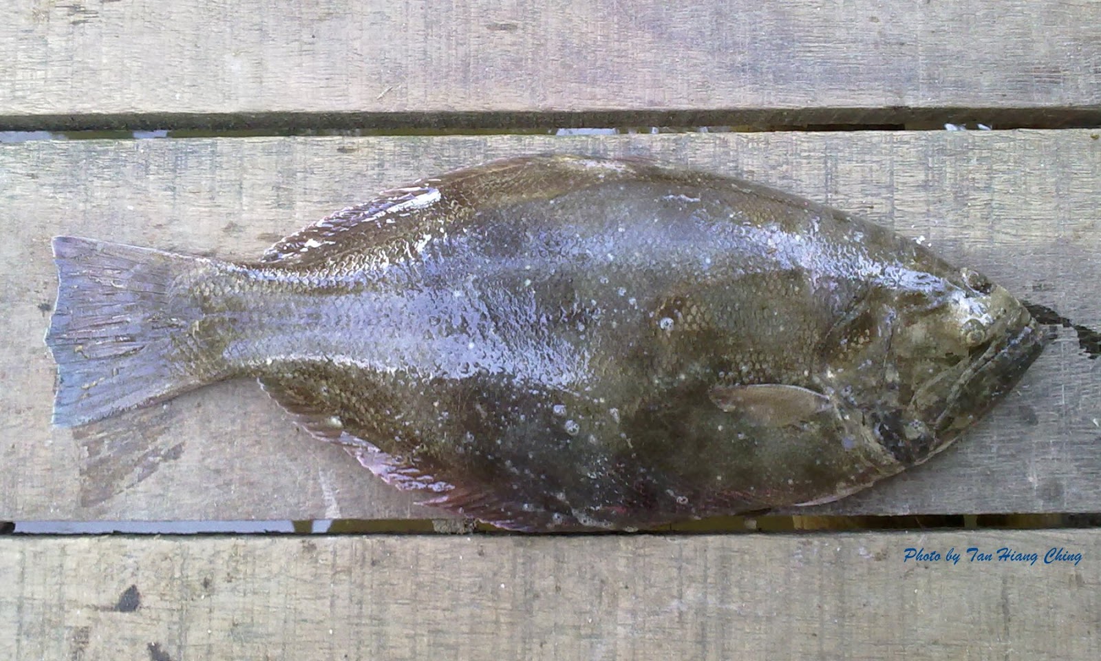 What is halibut in Malay?