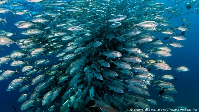 What is happening to the number of fish in the ocean?