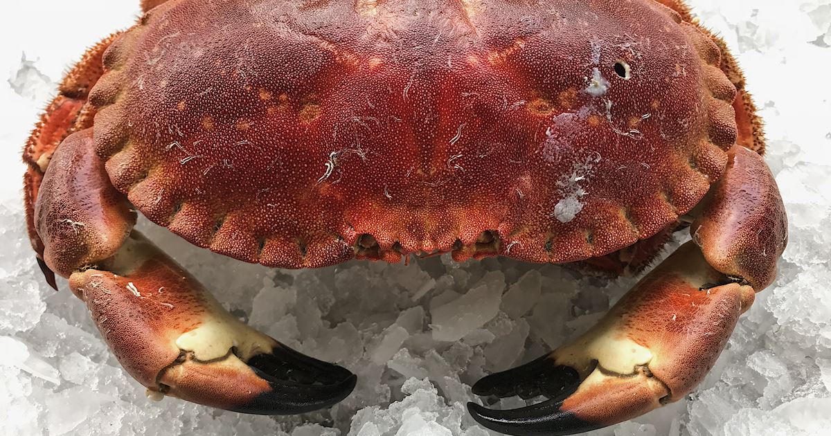 What is hen crab?