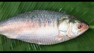 What is ilish Maach called in English?