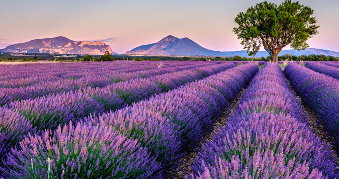 What is in Provence France?