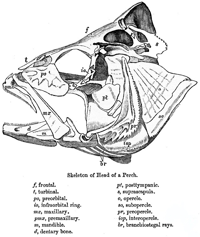 What is in the head of a fish?