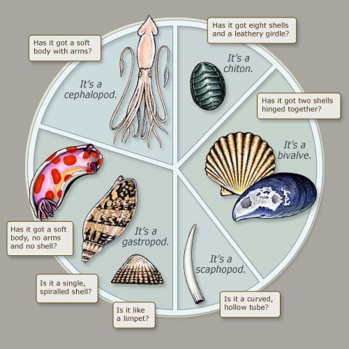 What is in the shellfish family?