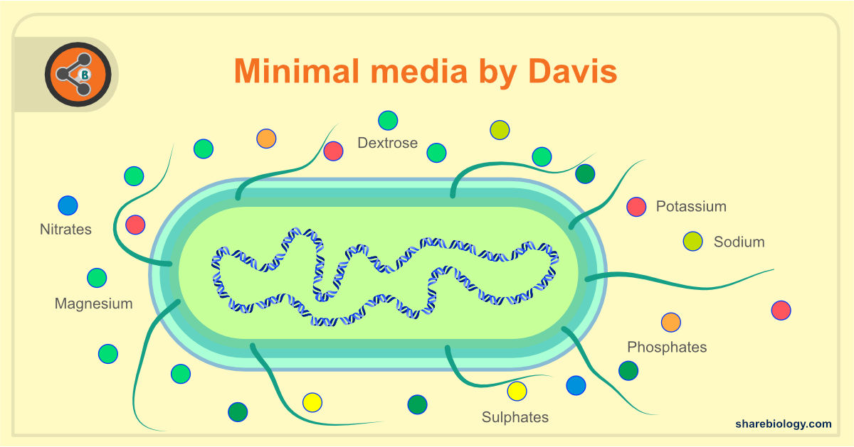 What is included in minimal media?