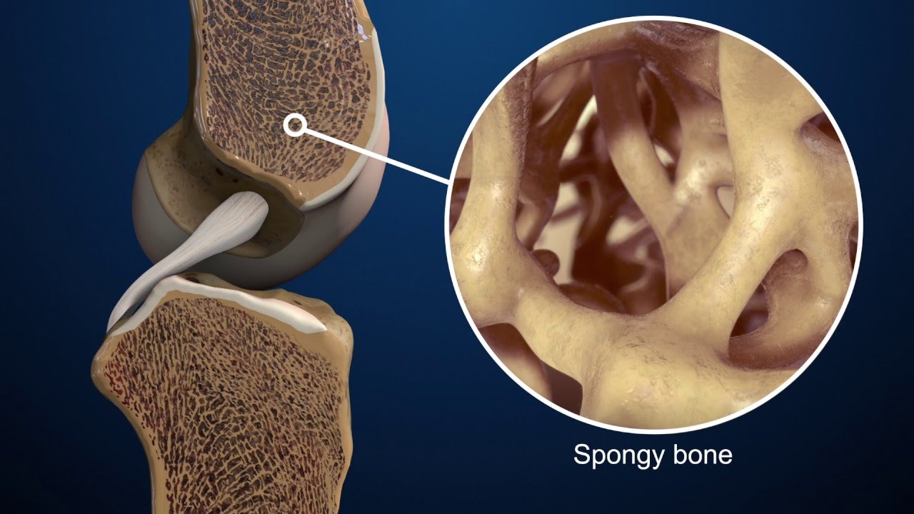 What is inside a bine?