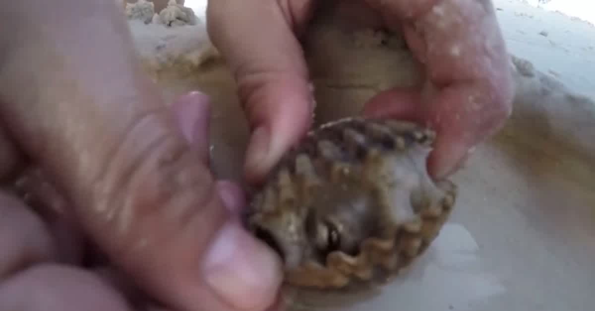 What is inside a closed seashell?