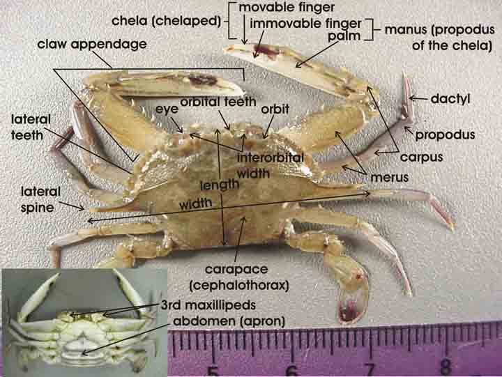 What is inside a crab claw?