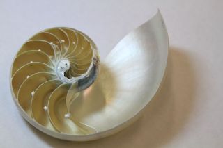 What is inside a seashell that makes it hard?