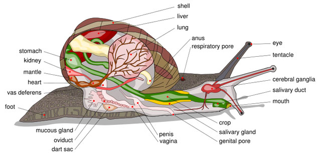 What is inside a snails shell?