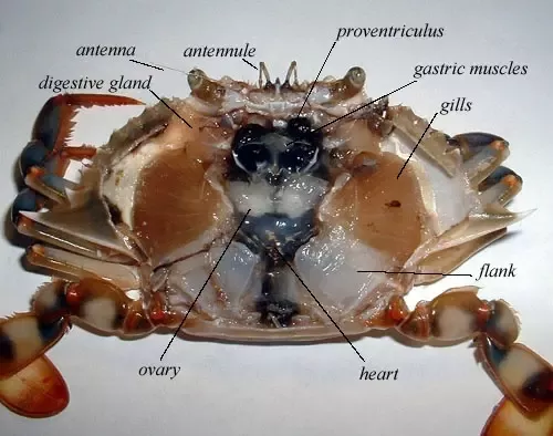 What is inside the head of the crab?