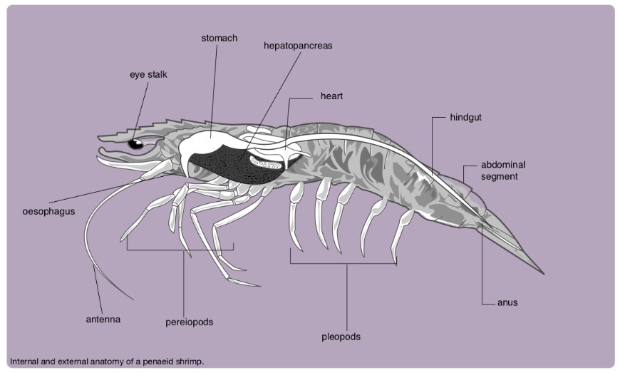 What is inside the prawn head?