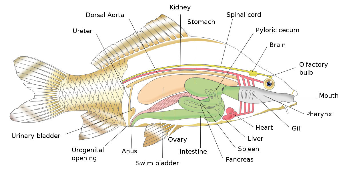 What is internal anatomy of fish?