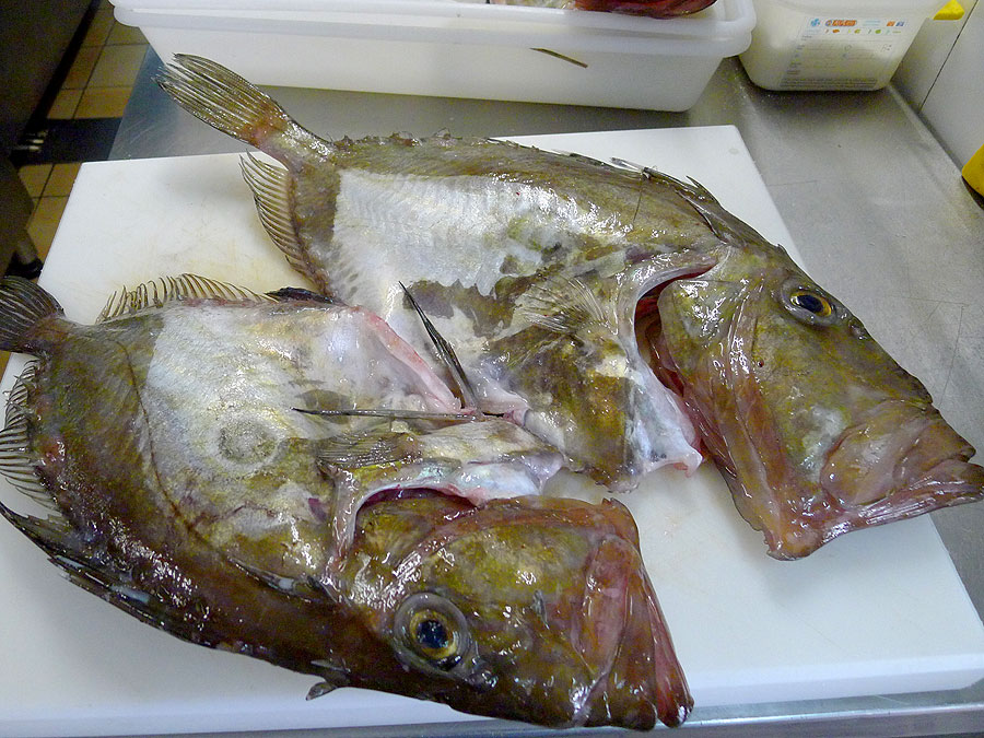 What is John Dory called in Spanish?