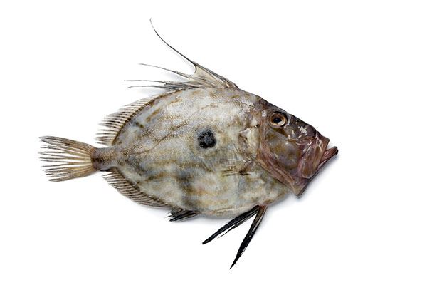 What is John Dory in Portuguese?