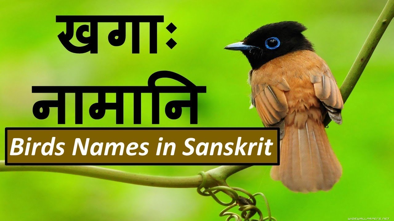 What is khaga in Sanskrit?