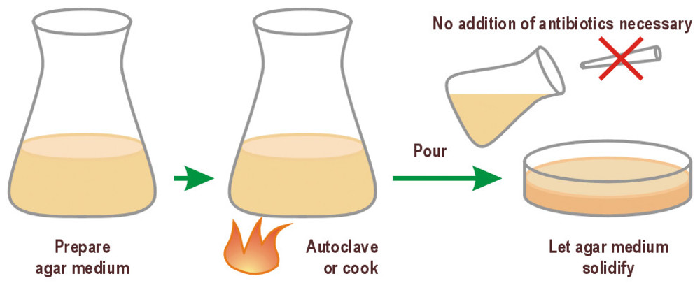 What is LB agar media?