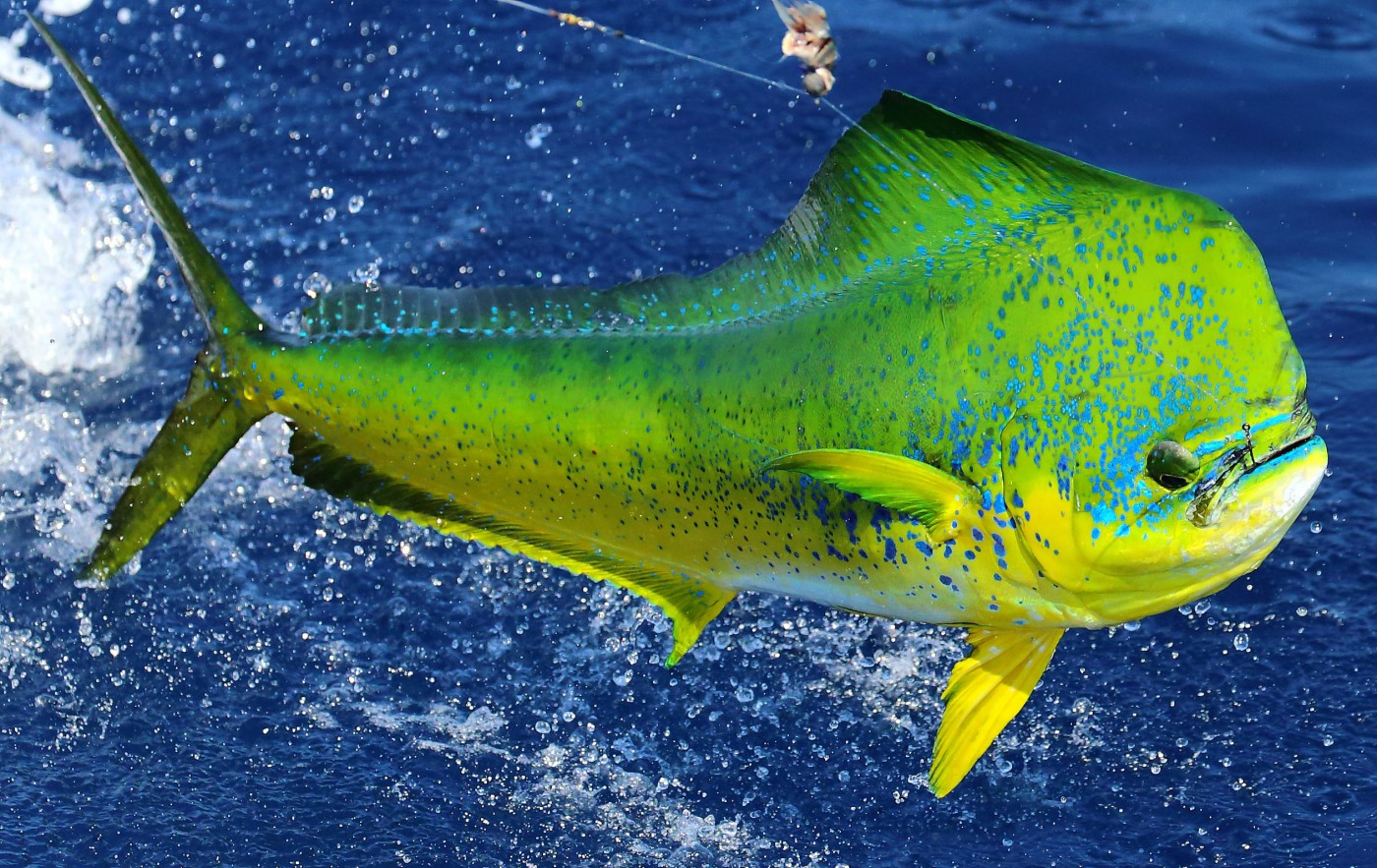 What is mahi-mahi related to?