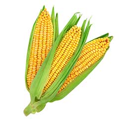 What is maize called in English?